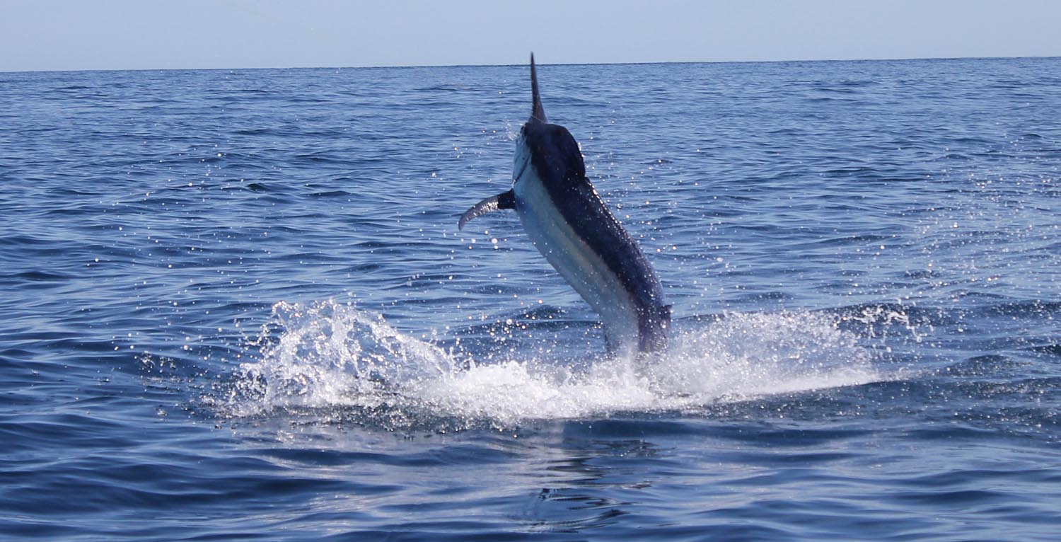 Black Marlin: The Ultimate Fishing Adventure Call 800-800-0907