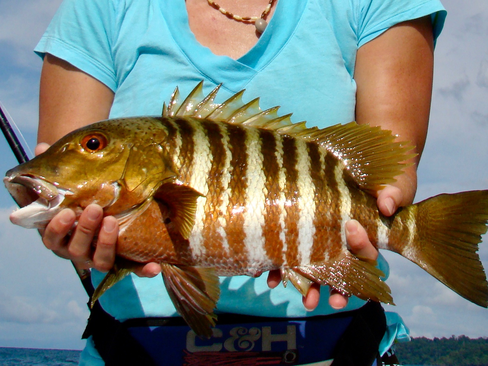 Barred Snapper - Marlin Panama - Isla Coiba, Panama