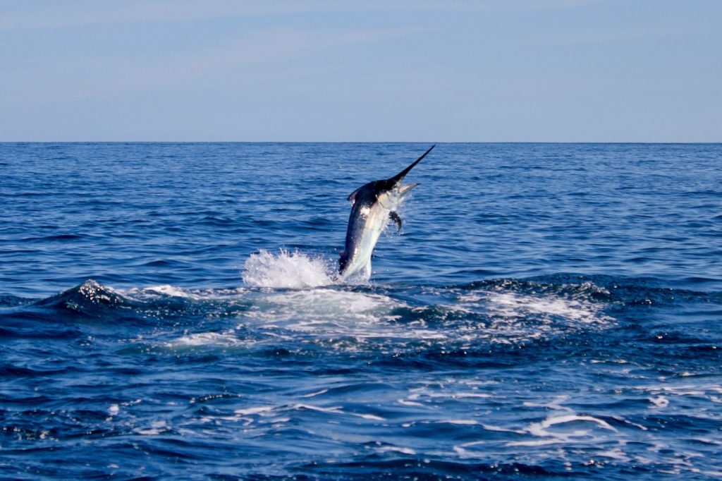 Black Marlin: The Ultimate Fishing Adventure Call 800-800-0907
