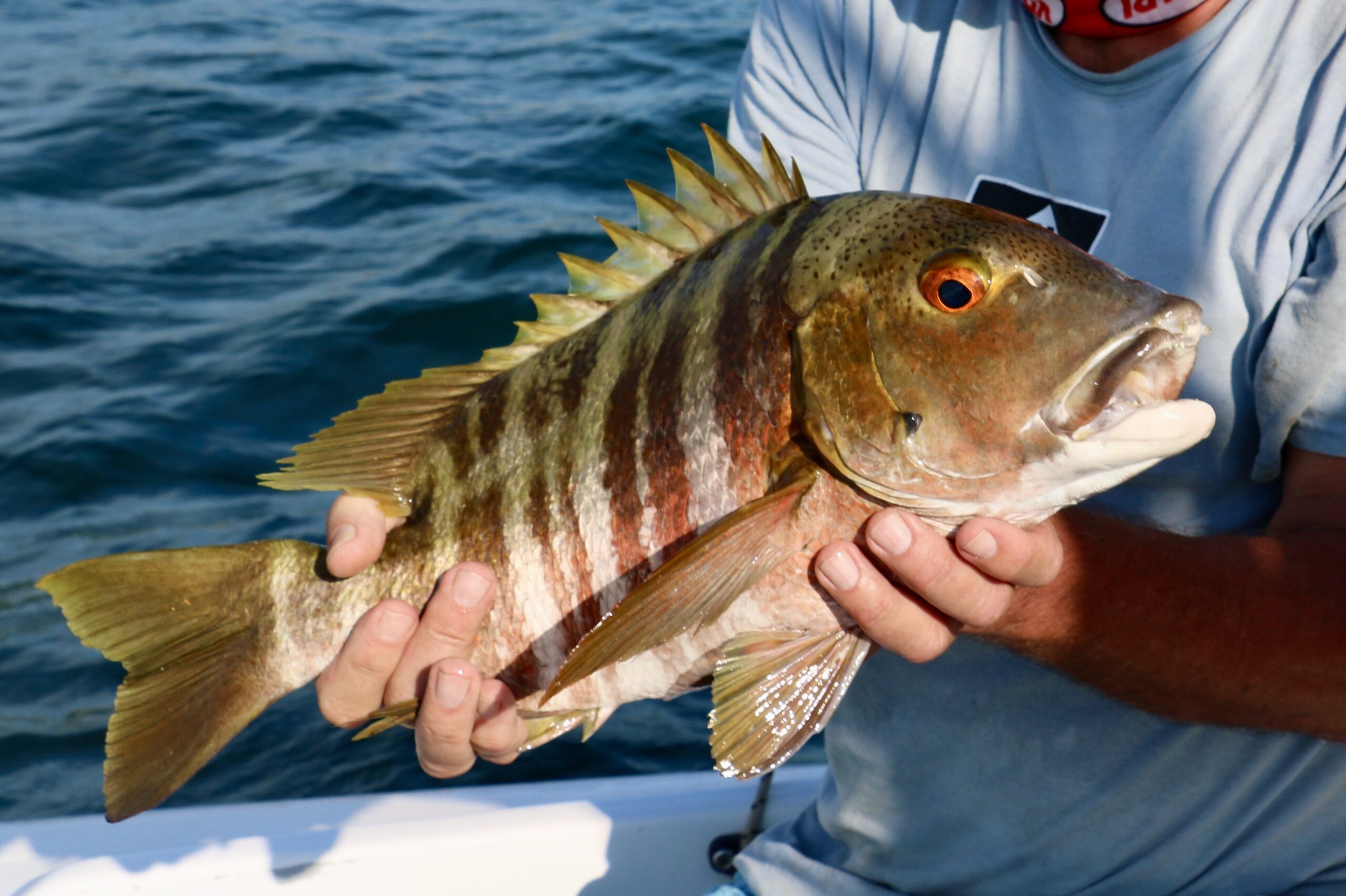 Barred Snapper - Marlin Panama - Isla Coiba, Panama